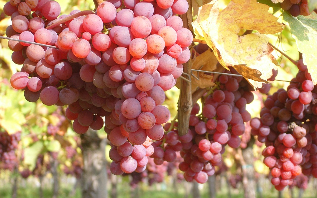 Un cépage à la loupe: le gewurztraminer - Des roses et des épices ...